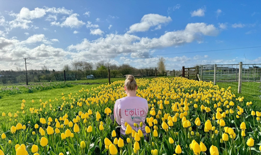 Staffordshire farm goes BIG for 2026 Tulip Festival Launch - Lower ...